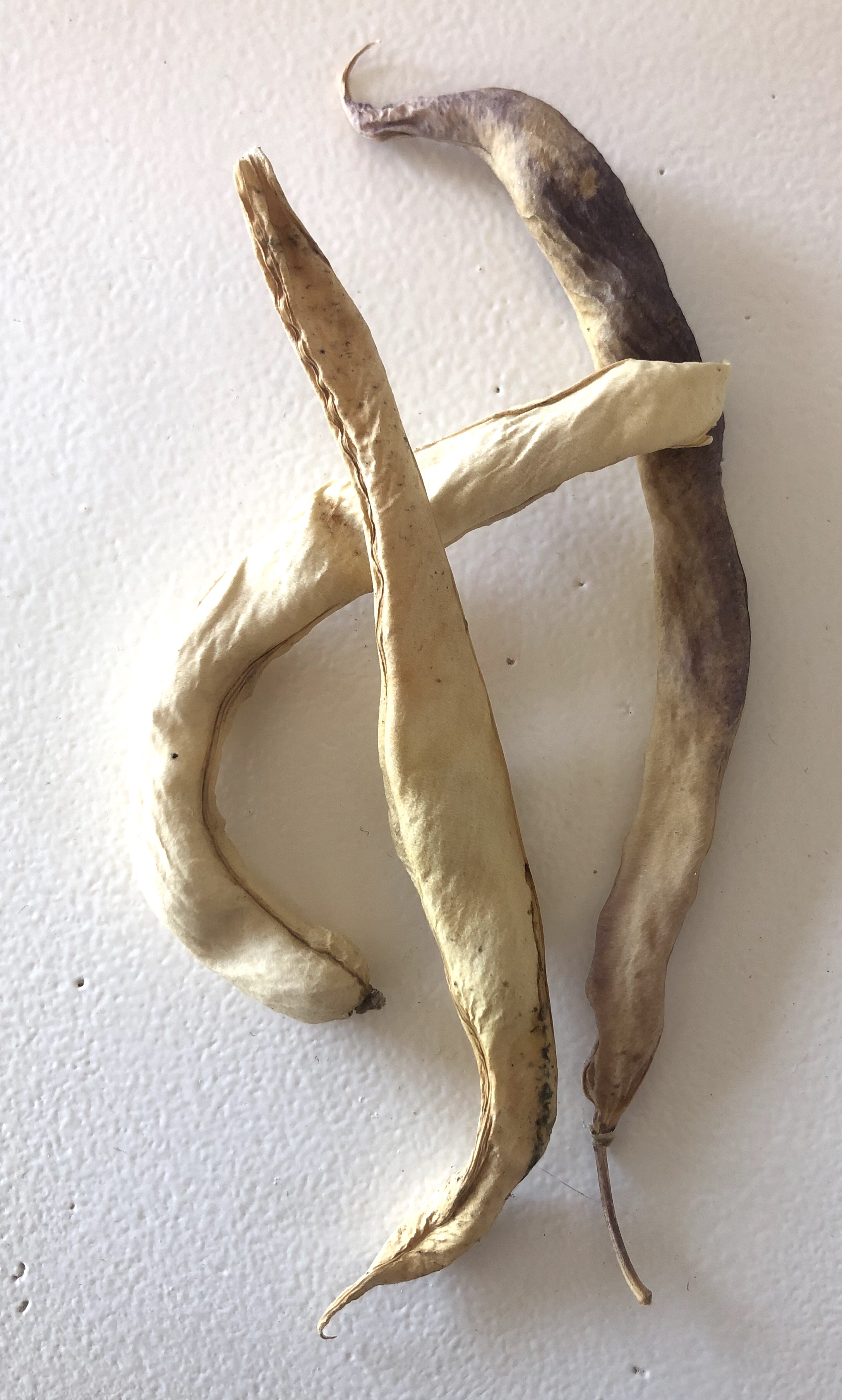 How to Grow Green Beans – Old House on the Prairie