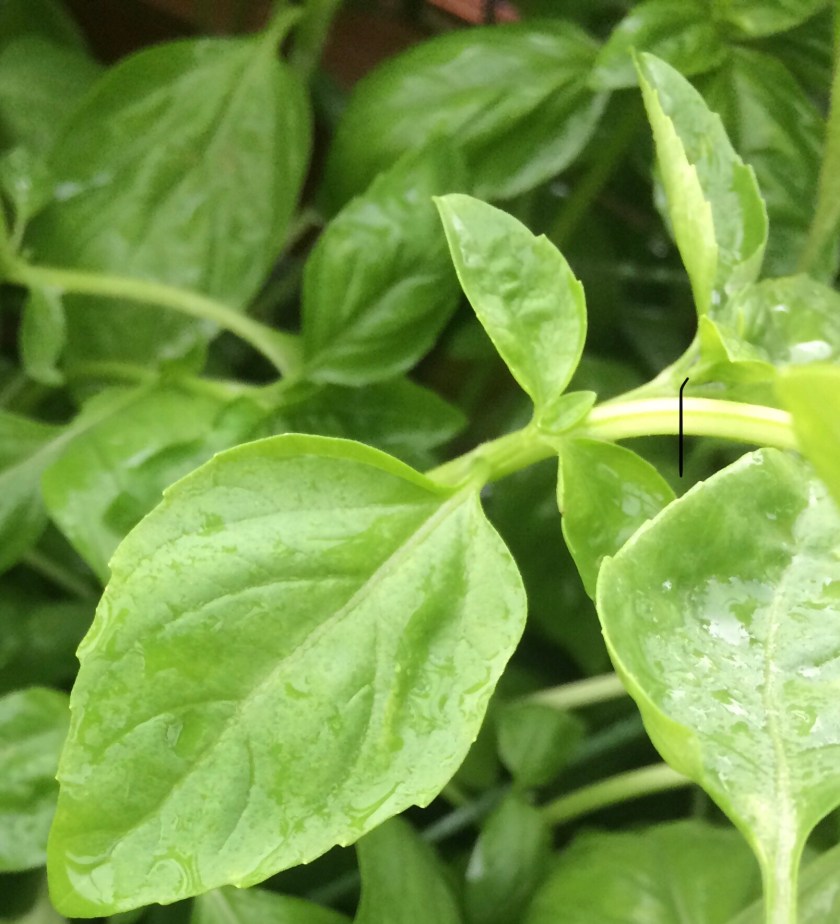 How to grow Basil – Old House on the Prairie