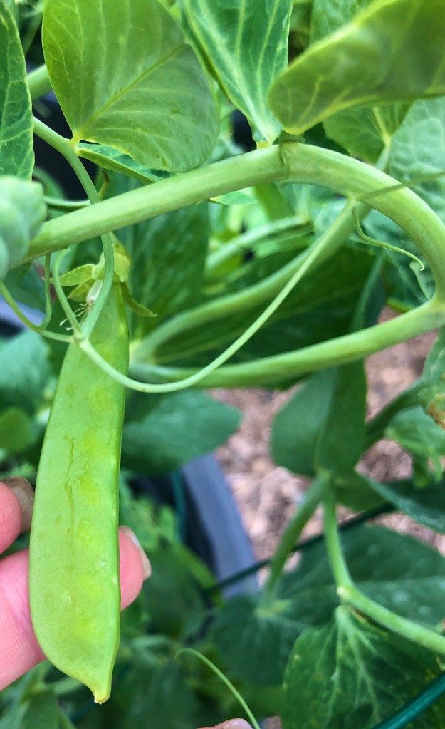 How to grow peas – Old House on the Prairie