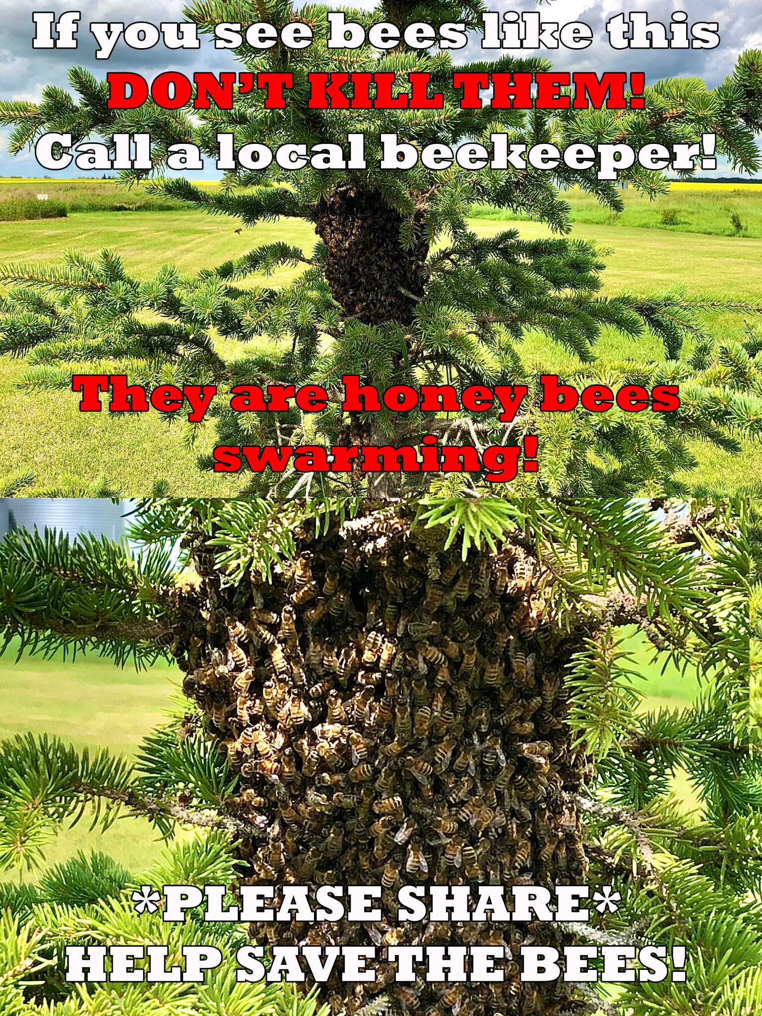 Donate now to Help Save the Bees! – Old House on the Prairie